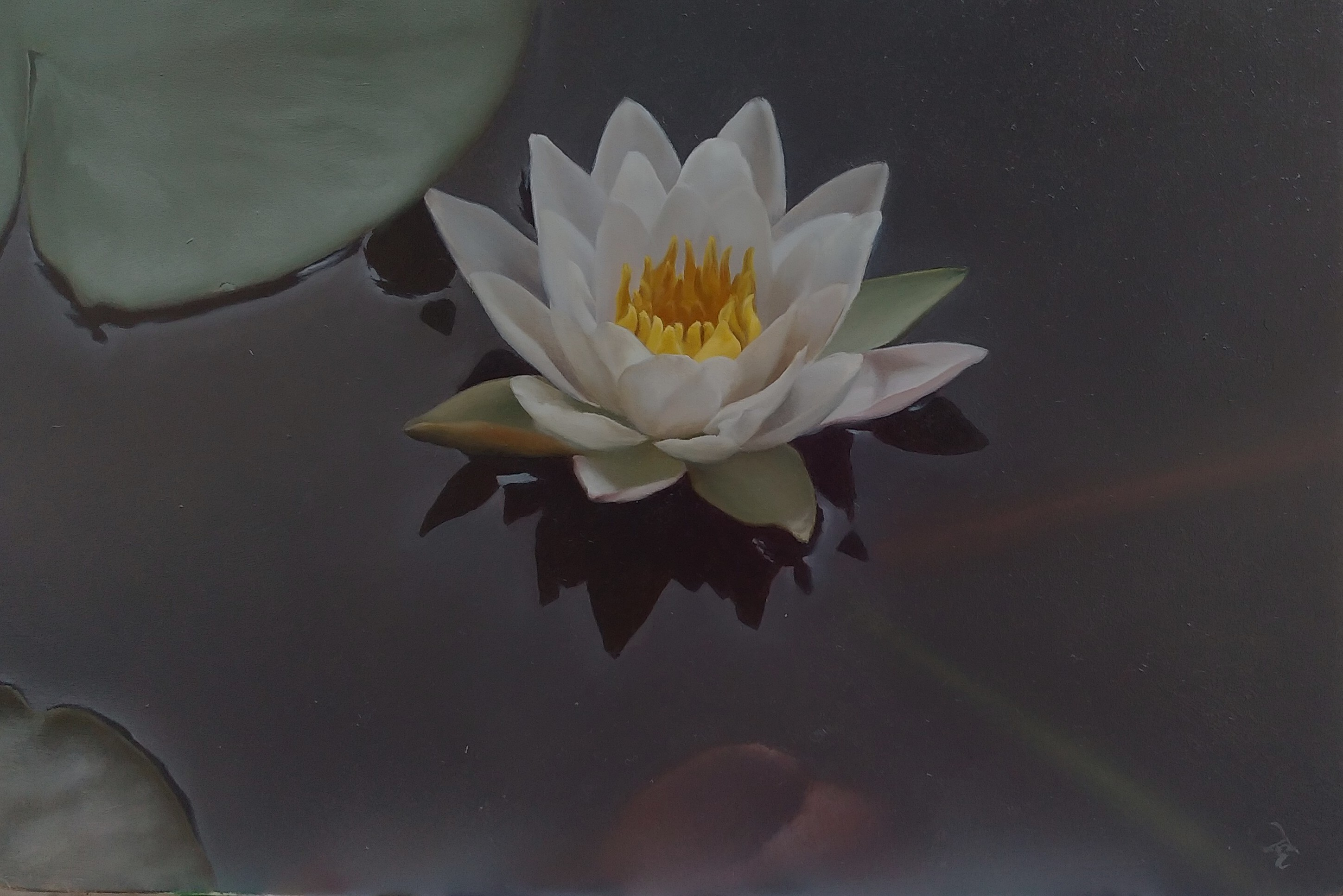 The Big ImageBoard (TBIB) - flower flower focus highres light lily pad ...