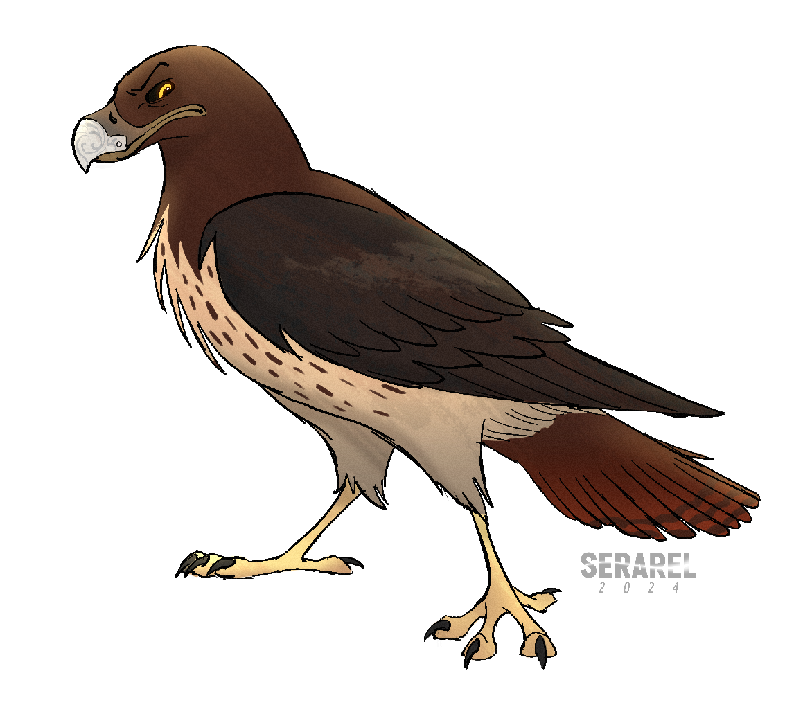 The Big ImageBoard (TBIB) - 2024 accipitrid accipitriform ambiguous gender avian beak bird black ...