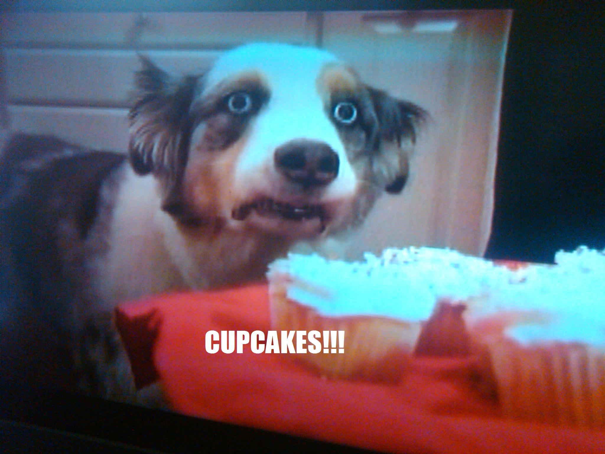 The Big ImageBoard (TBIB) - 4:3 ambiguous gender australian shepherd black nose blue eyes bust ...