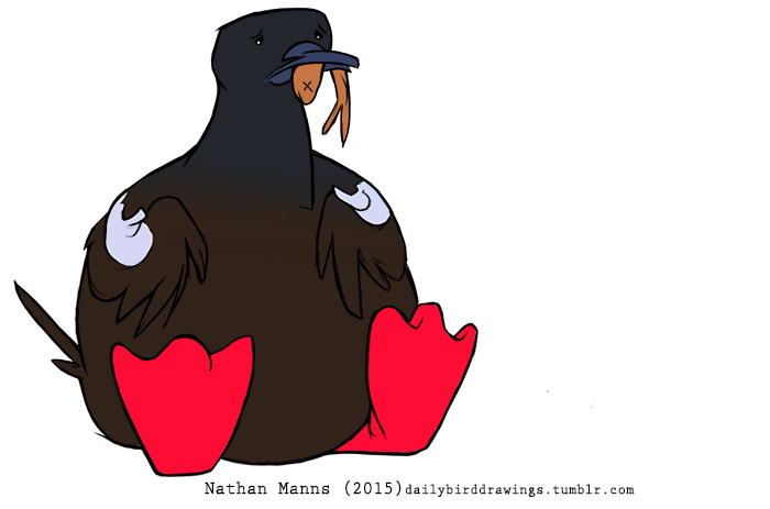 The Big ImageBoard (TBIB) - 2015 3 toes alcid ambiguous gender avian beady eyes beak biped bird ...