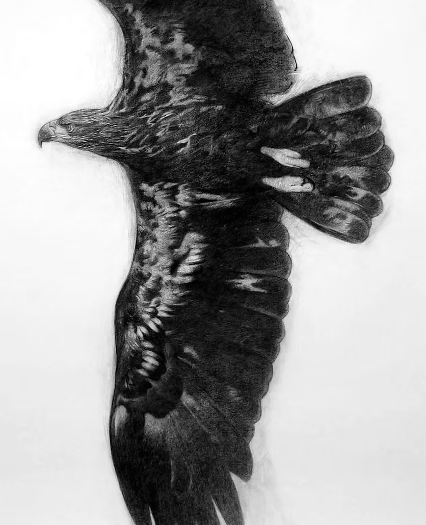 The Big ImageBoard (TBIB) - accipitrid accipitriform ambiguous gender avian bird black body ...