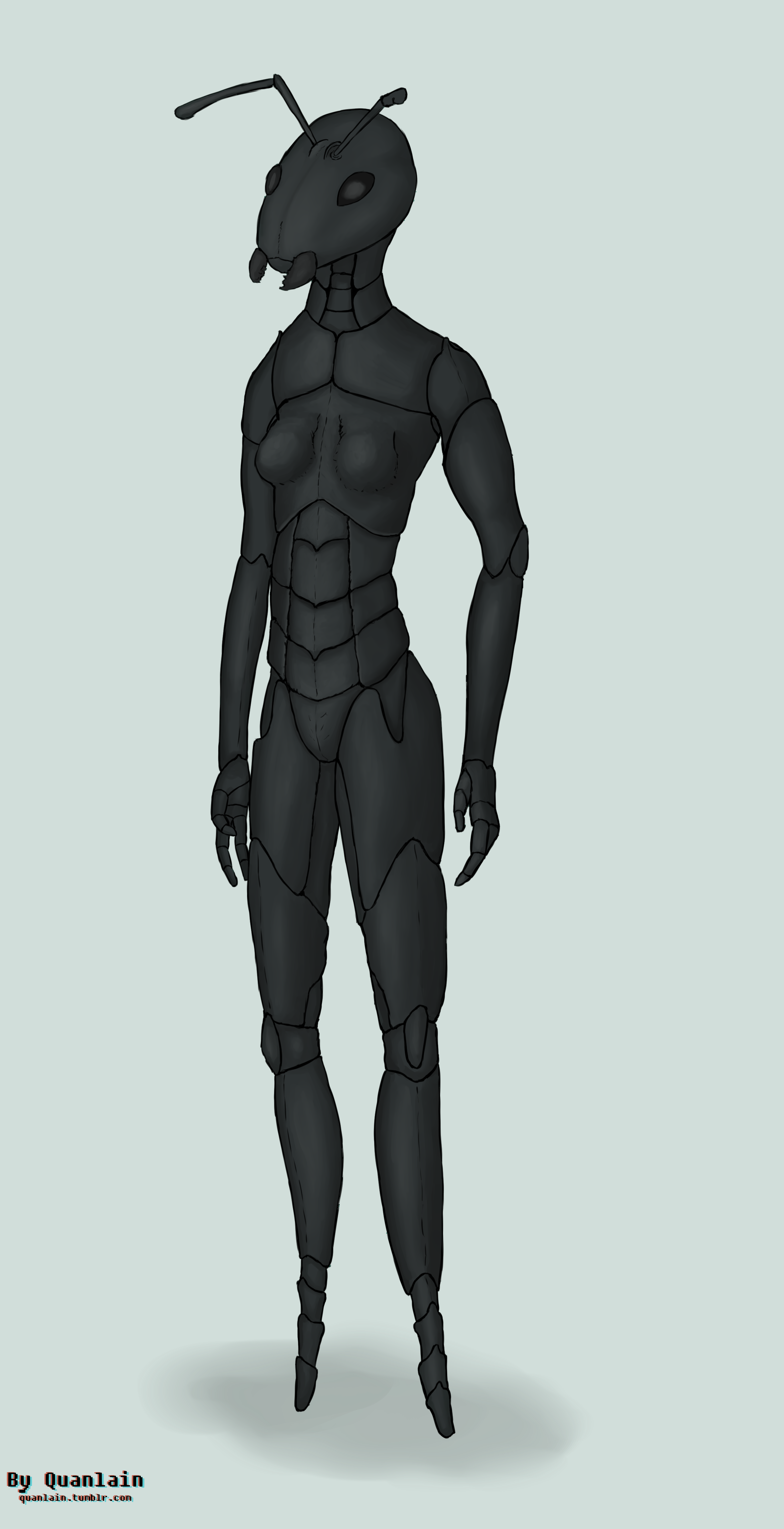 The Big ImageBoard (TBIB) - ant antennae arthropod carapace female hi res insect naturally ...