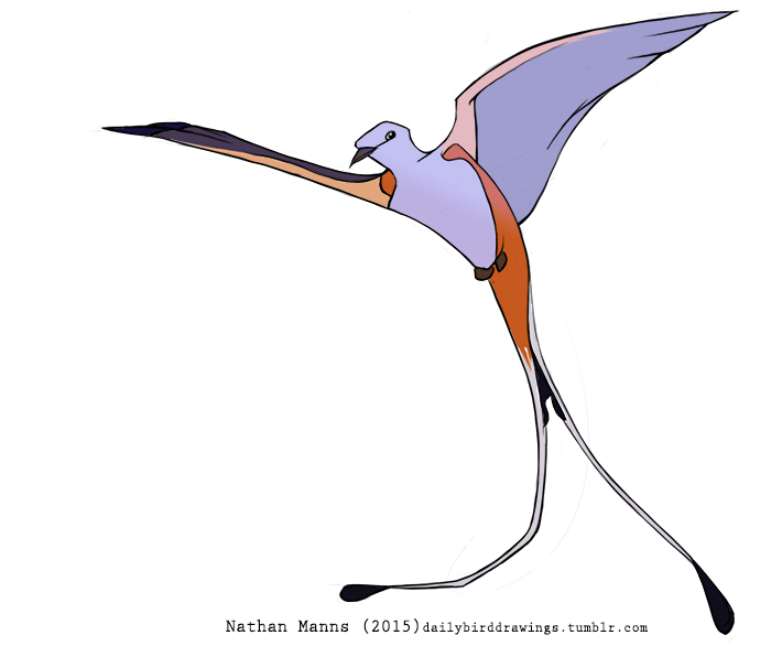 The Big ImageBoard (TBIB) - 2015 ambiguous gender avian beak biped bird black beak black tail ...