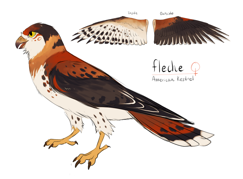 The Big ImageBoard (TBIB) - 2016 4 toes anisodactyl avian avian feet beak bird english text ...