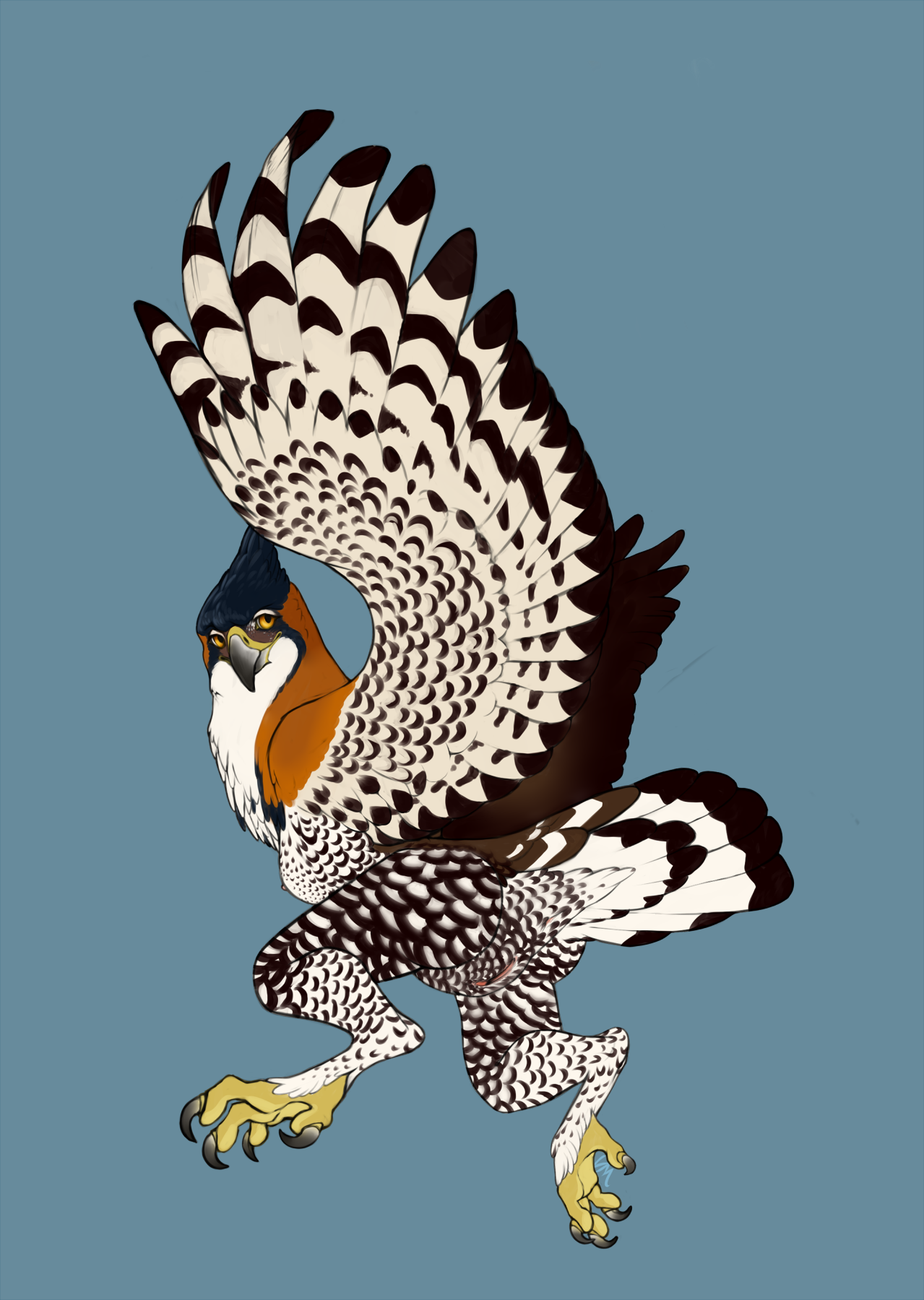 The Big ImageBoard (TBIB) - 4 toes animal genitalia anisodactyl anus avian avian feet beak ...