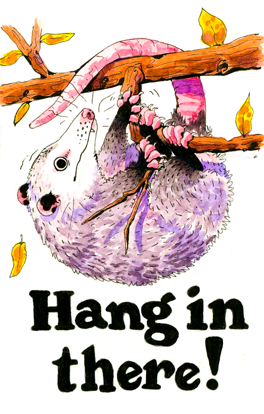The Big Imageboard Tbib Ambiguous Gender American Opossum Black 3521