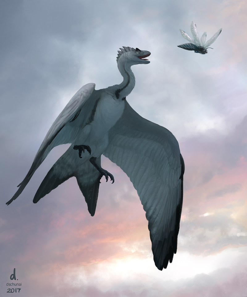 The Big ImageBoard (TBIB) - 2017 4 toes 5:6 anisodactyl arthropod avian avian feet cloud day ...