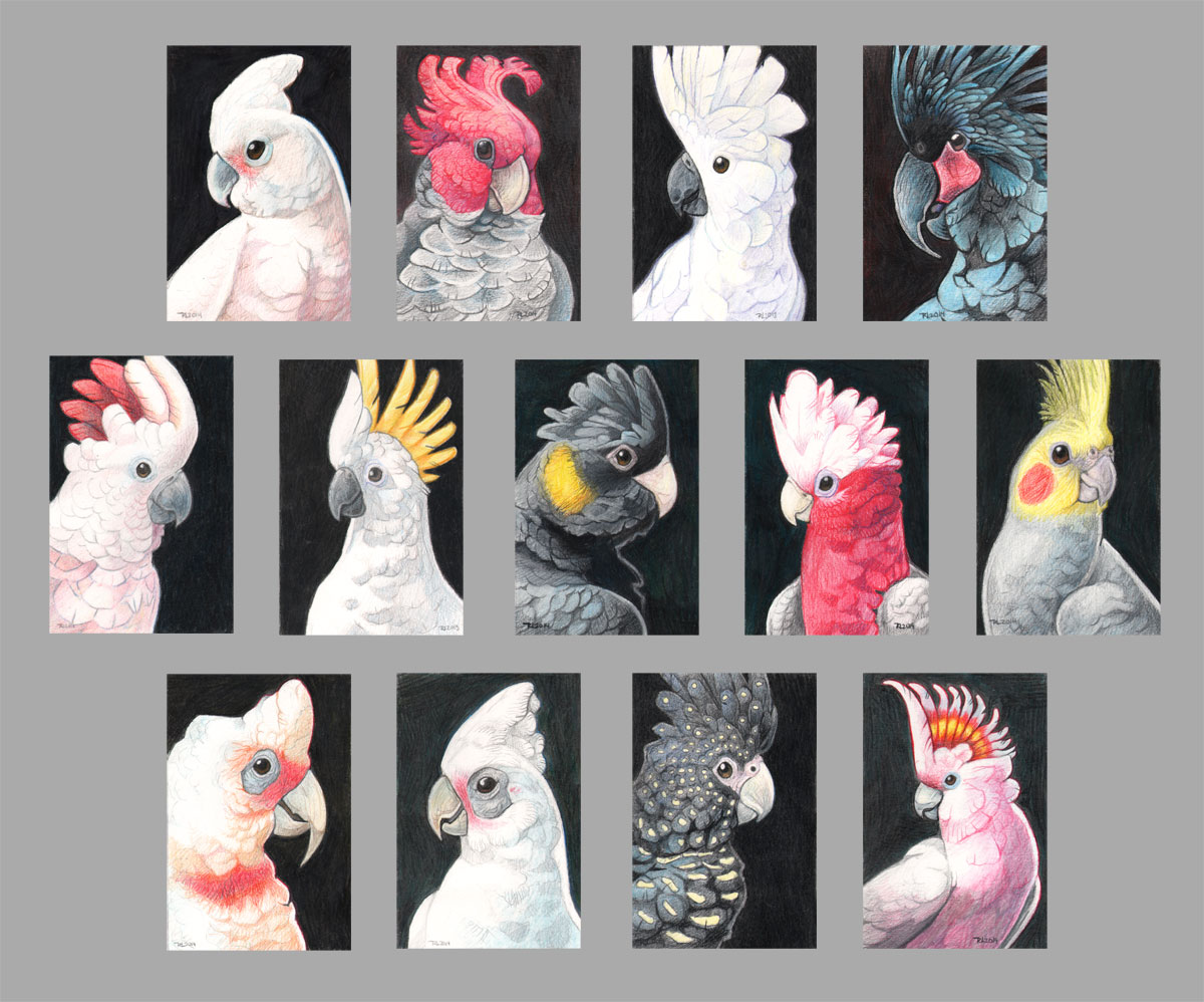 The Big Imageboard Tbib Ambiguous Gender Avian Beak Bird Black Beak