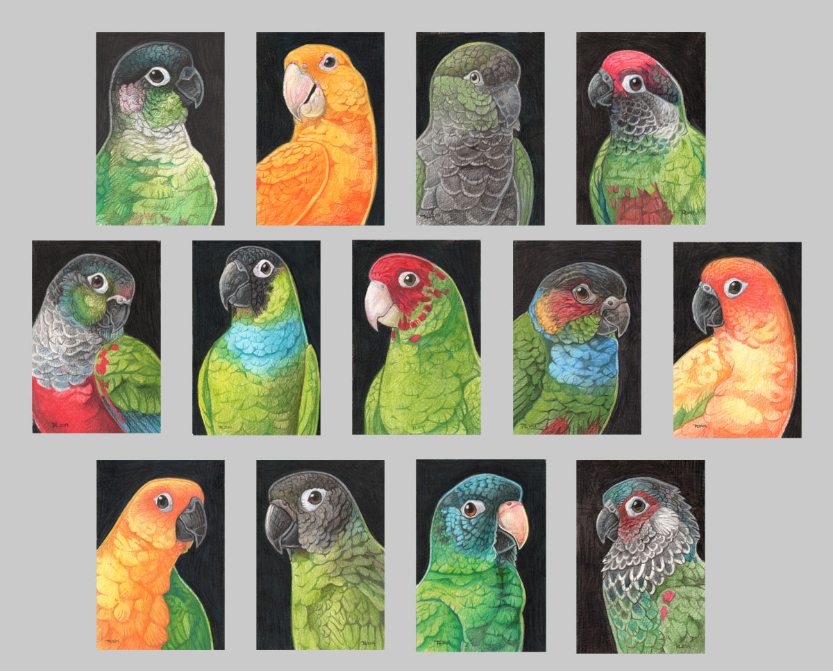 The Big Imageboard Tbib Ambiguous Gender Avian Beak Bird Black Beak