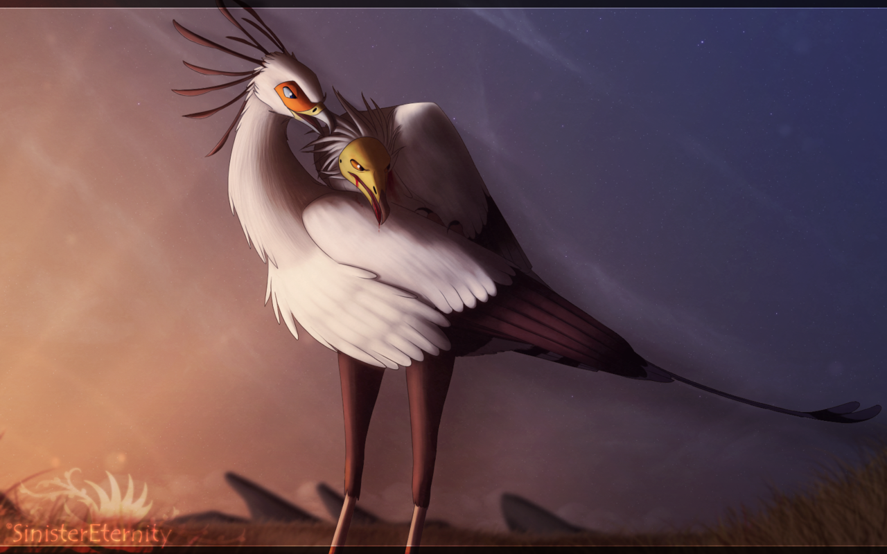 The Big Imageboard Tbib 16 10 2012 Accipitrid Accipitriform Avian