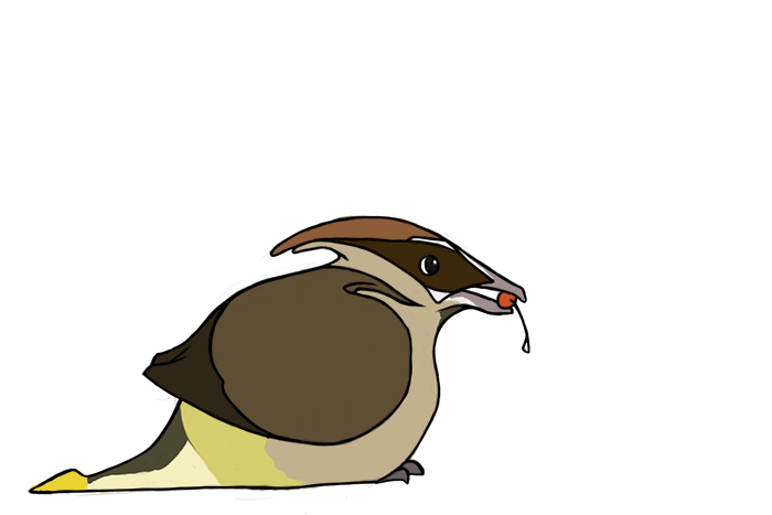 The Big ImageBoard (TBIB) - 2014 ambiguous gender avian beak biped bird black eyes brown ...