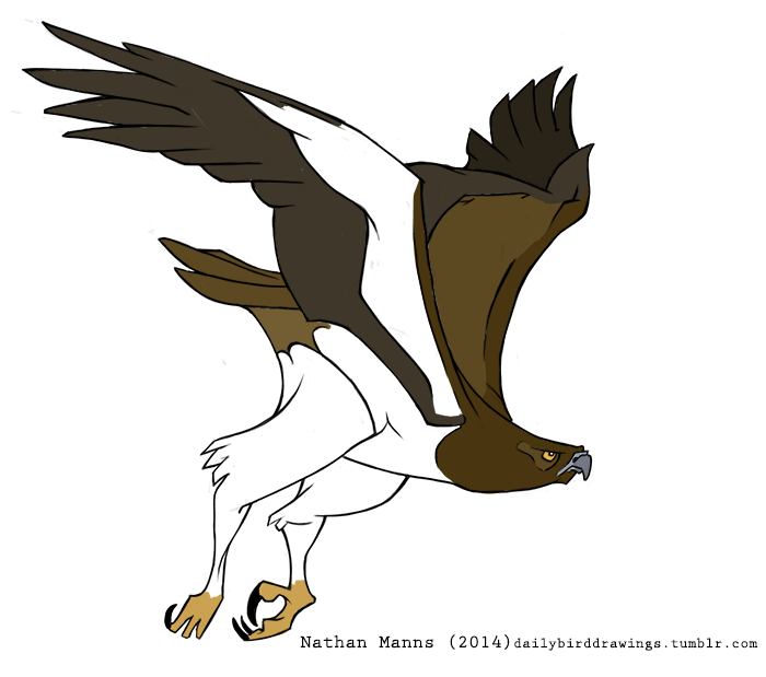 The Big ImageBoard (TBIB) - 2014 4 toes ambiguous gender anisodactyl avian beak biped bird black ...