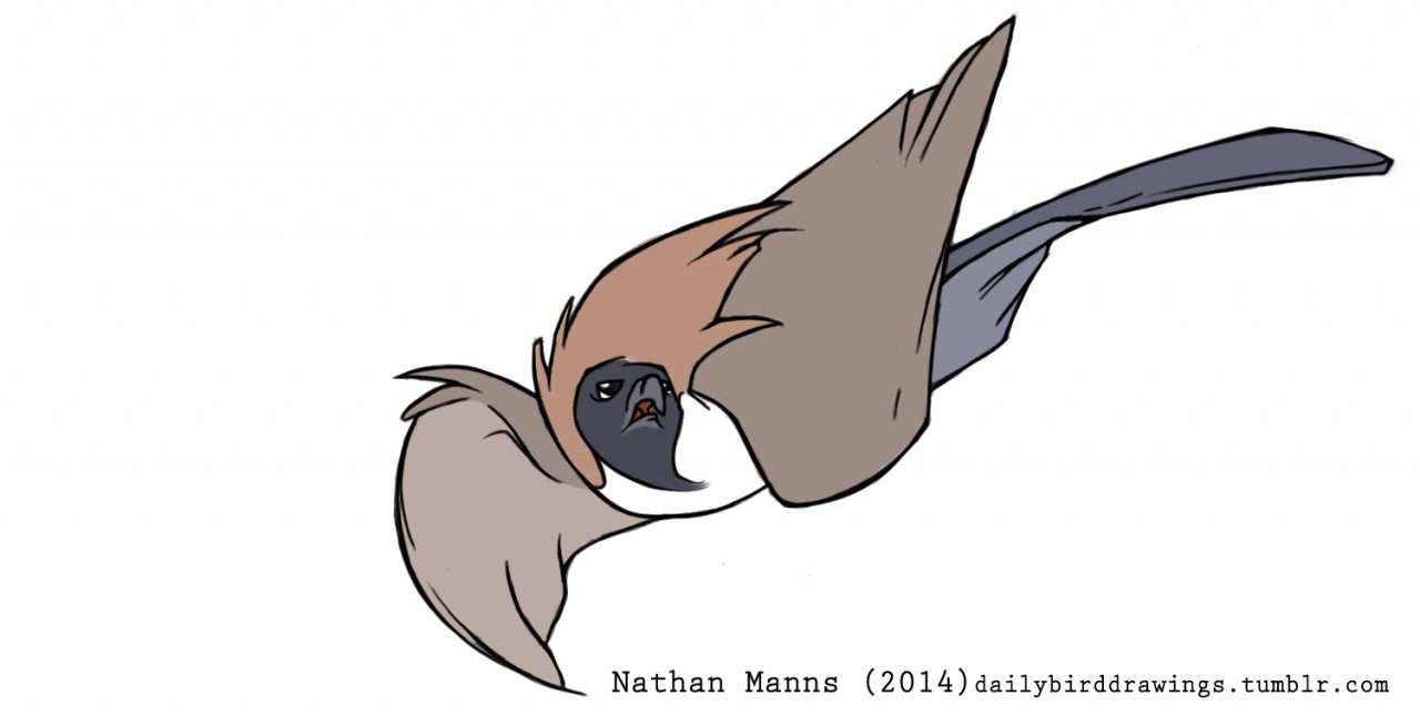 The Big ImageBoard (TBIB) - 2014 action pose ambiguous gender avian bare-faced go-away-bird beak ...