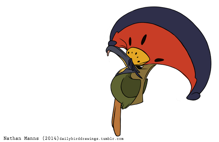 The Big ImageBoard (TBIB) - 2014 amazonian royal flycatcher ambiguous gender annoyed avian beady ...
