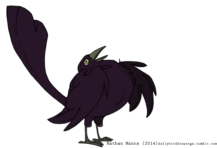 The Big ImageBoard (TBIB) - 2014 3 toes ambiguous gender avian beak biped bird bird feet black ...