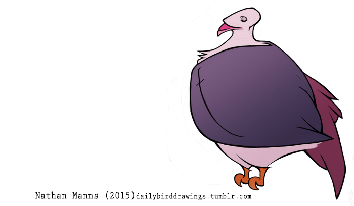 The Big ImageBoard (TBIB) - 2015 ambiguous gender avian beak biped bird cere (anatomy) columbid ...