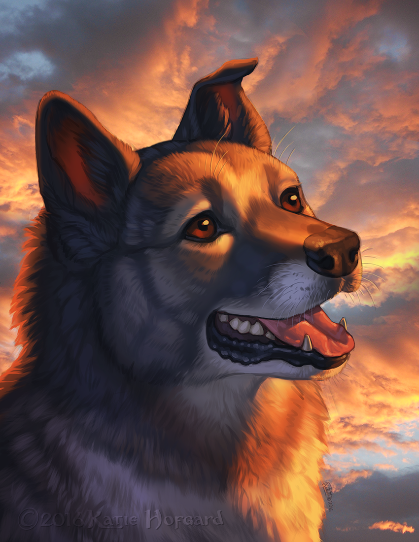 The Big ImageBoard (TBIB) - 2016 black lips black nose brown eyes canid canine canis day ...