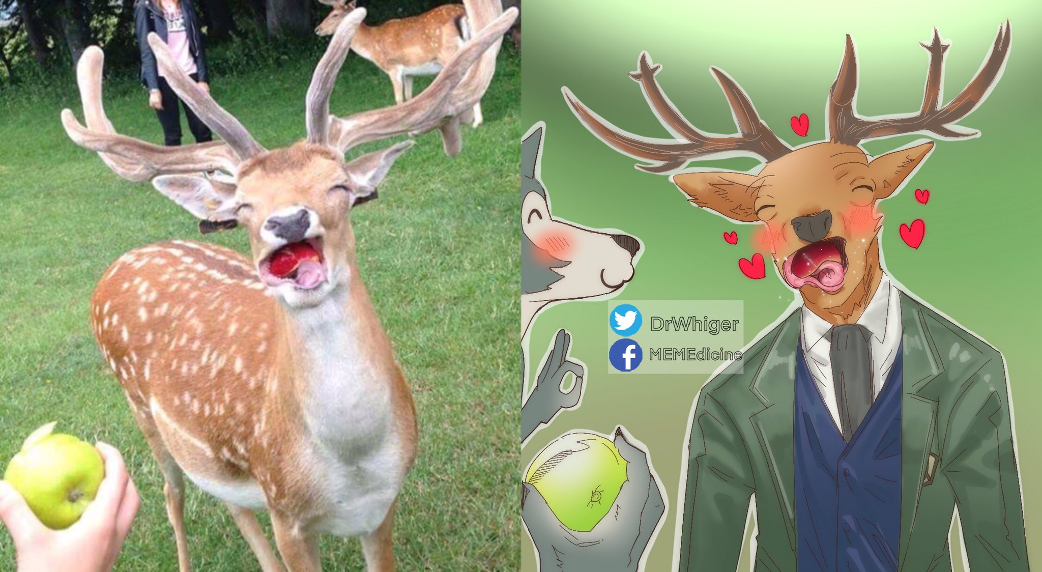 The Big ImageBoard (TBIB) - 2019 anthro antlers apple beastars blush brown body brown fur canid ...