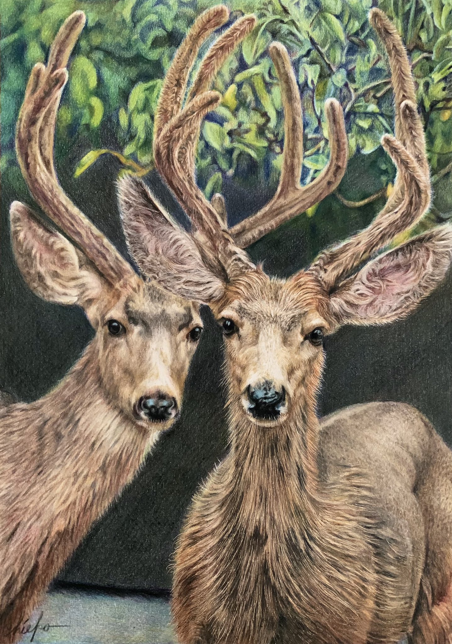 The Big ImageBoard (TBIB) - animal animal focus antlers chie t19690428 ...