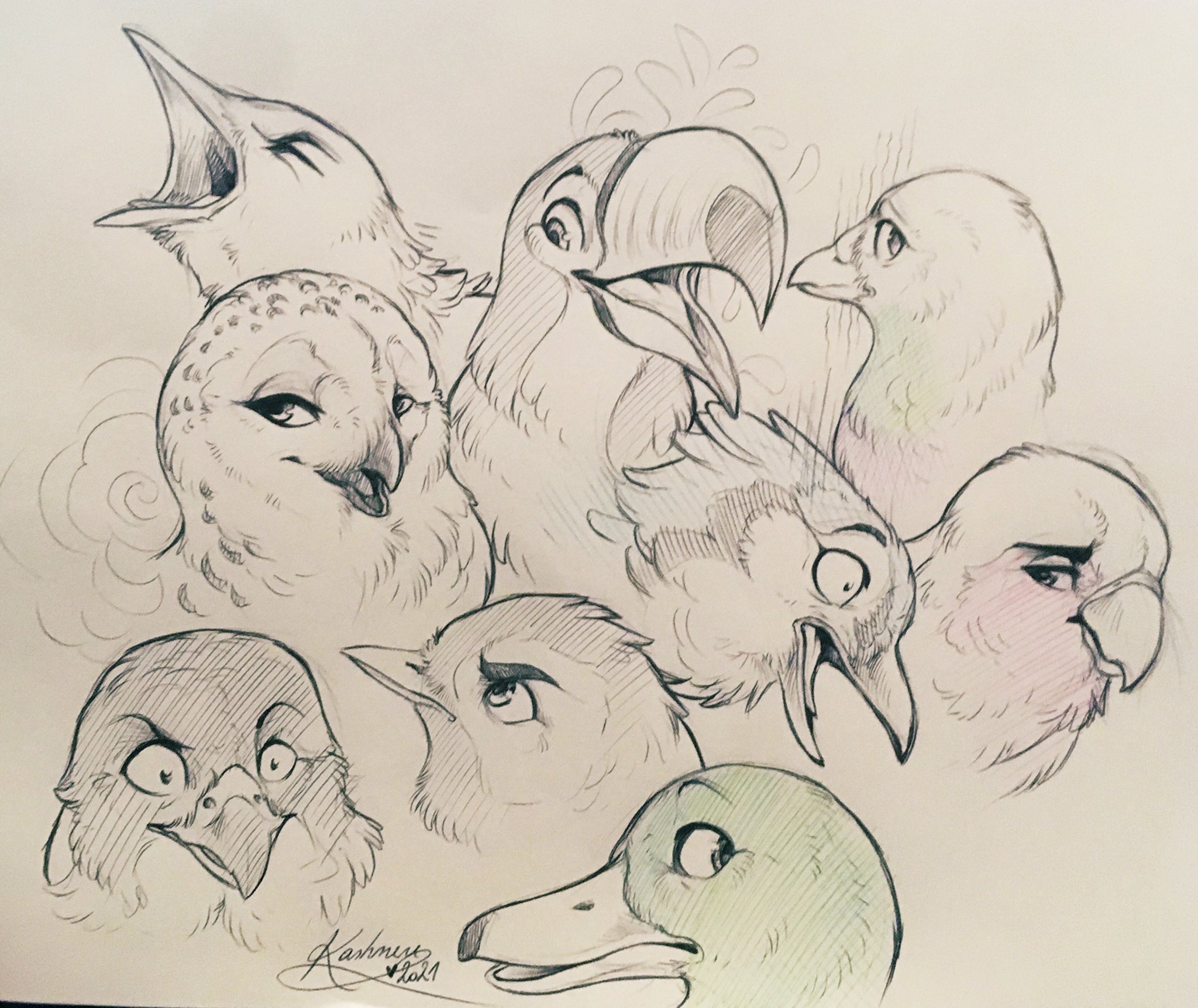 The Big ImageBoard (TBIB) - 2021 accipitrid accipitriform ambiguous gender anatid anseriform ...