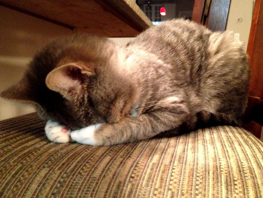 The Big Imageboard Tbib 43 Ambiguous Gender Domestic Cat Felid