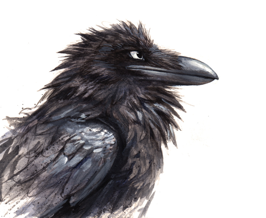 The Big Imageboard Tbib Ambiguous Gender Avian Beak Bird Black Body